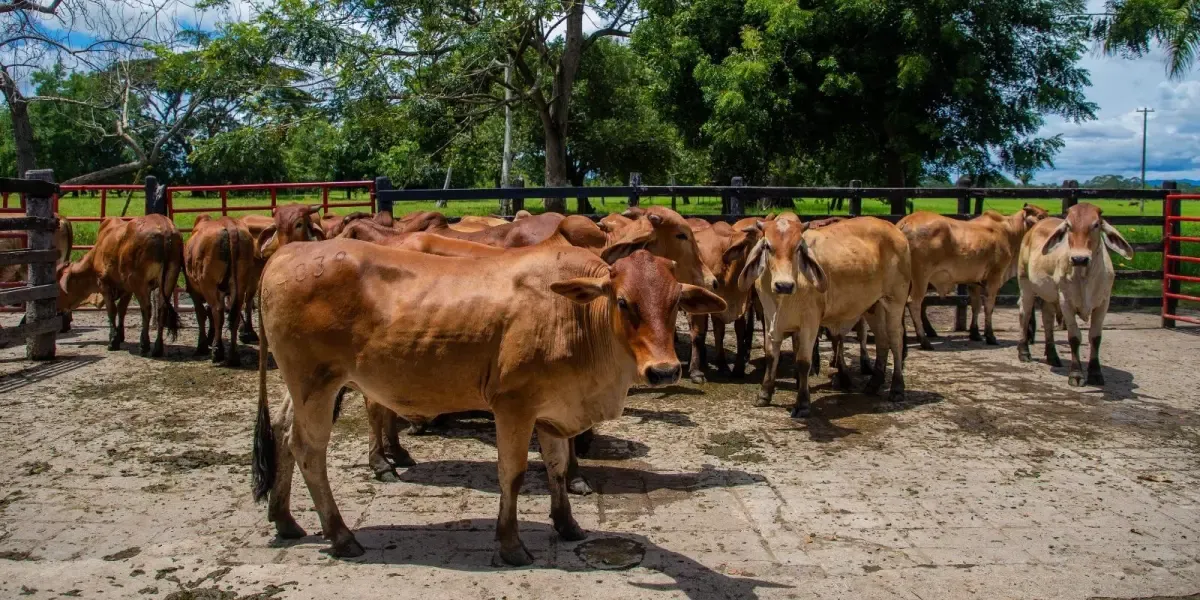 Minerva Foods fortalece a ganaderos y ve oportunidades para la carne ...