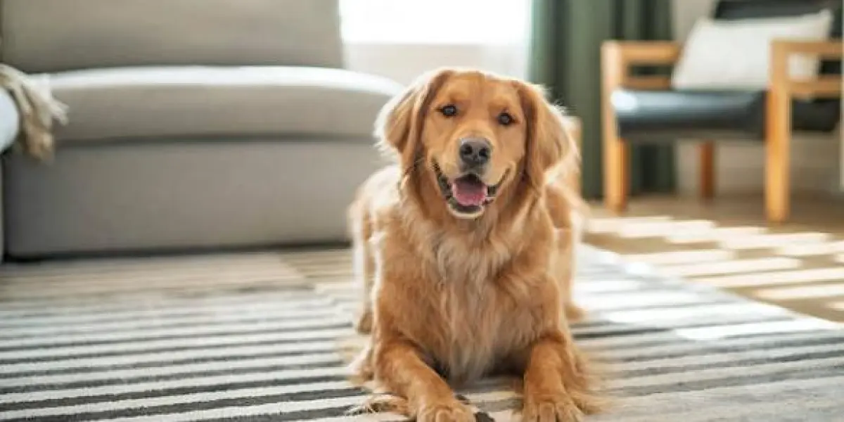 Consumidores impulsan nuevas tendencias en mascotas y Purina va tras ...