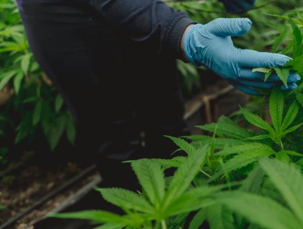 Clever Leaves anuncia su liquidación | Cannabis