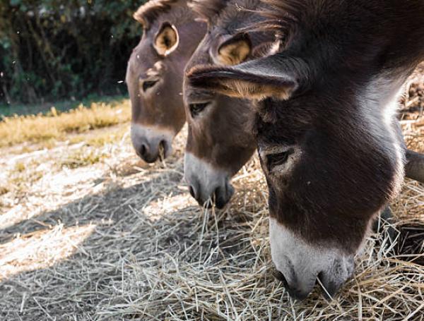 El burro, una especie que está en riesgo de desaparecer en México?