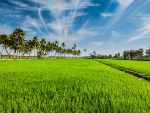Fedearroz solicita medidas urgentes por importaciones de arroz desde ...