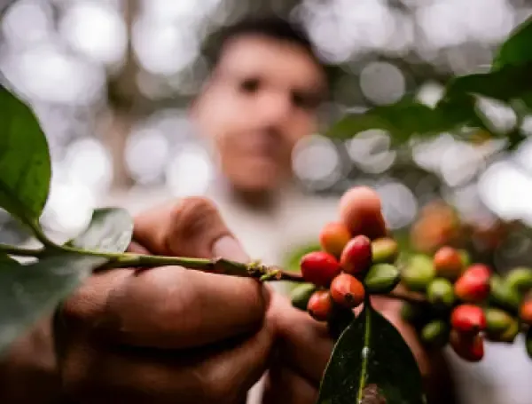 Café colombiano cerró 2025 con 13,67 millones de sacos y menor oferta ...