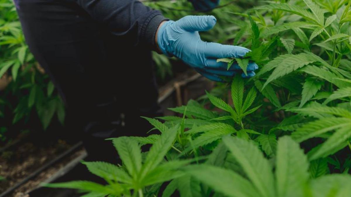 Clever Leaves anuncia su liquidación | Cannabis