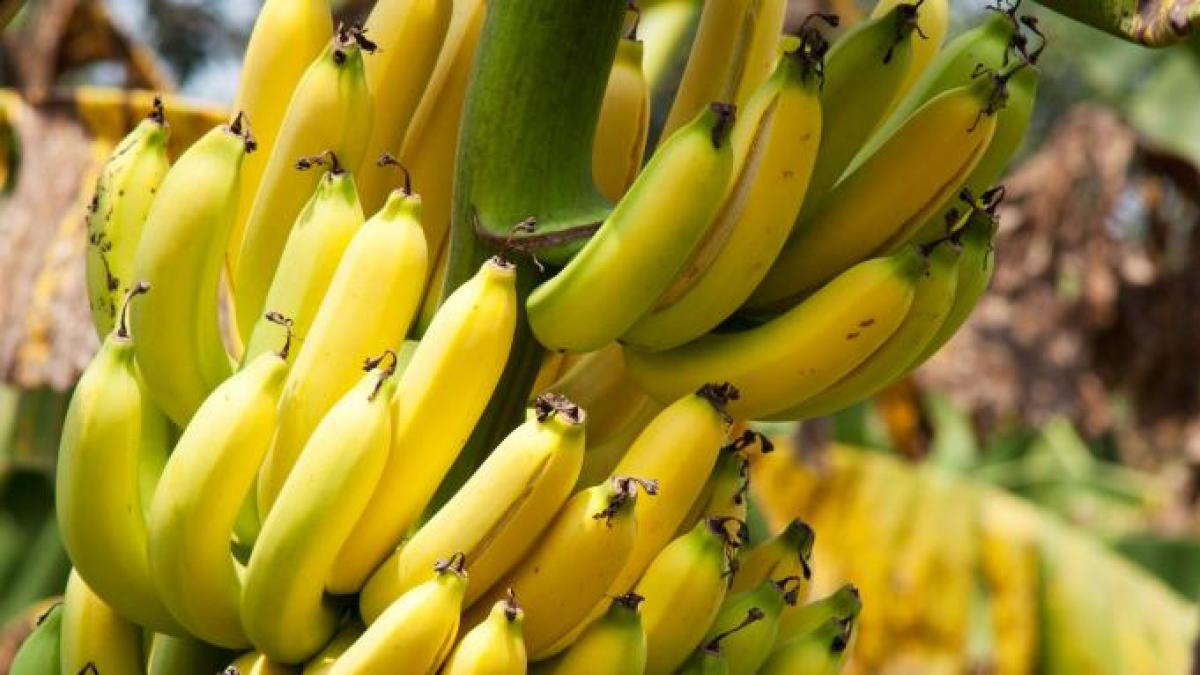 Banano: el 50 % de la exportación sale de la región Caribe