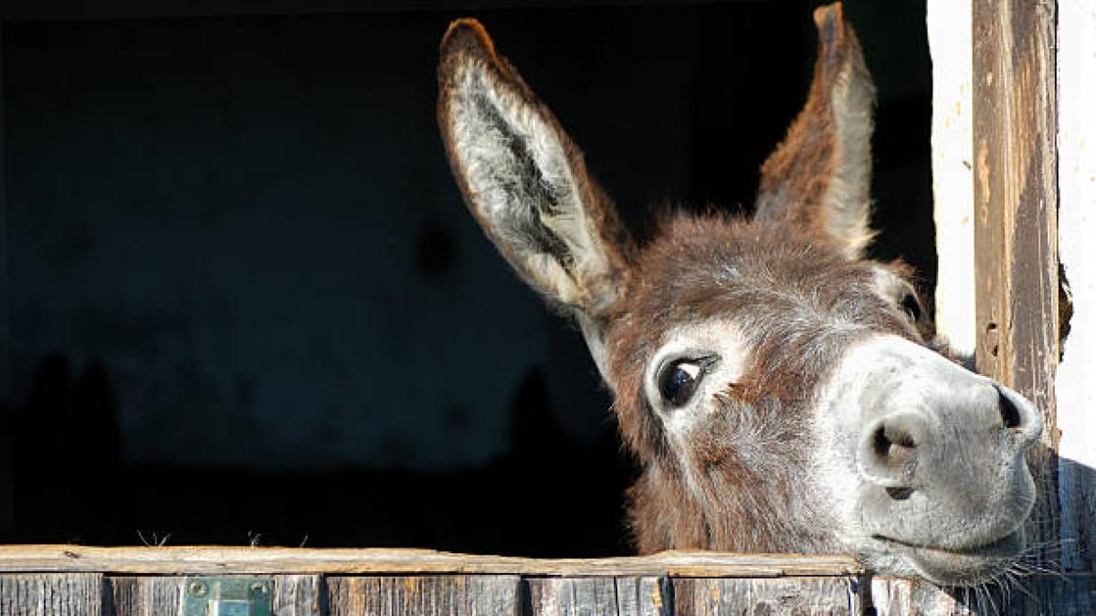 El burro, una especie que está en riesgo de desaparecer en México?