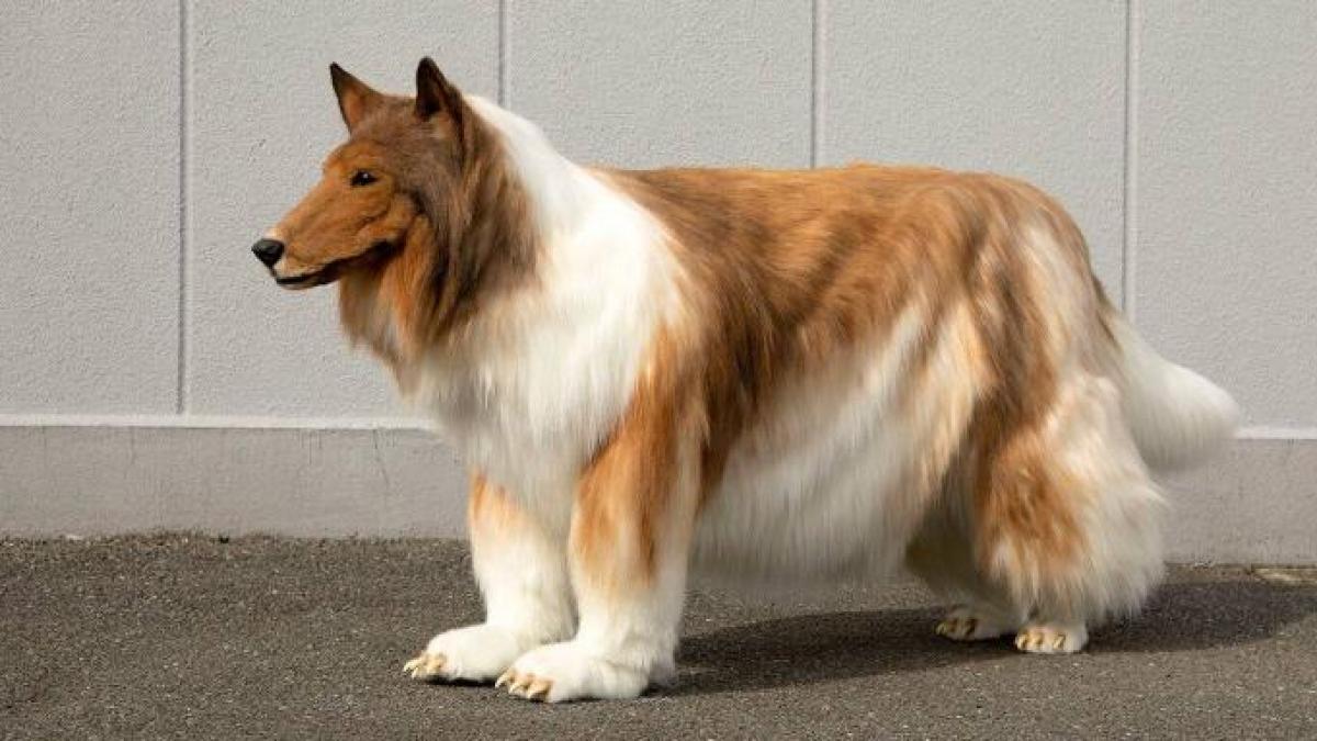 La primera entrevista del hombre que pagó para convertirse en perro