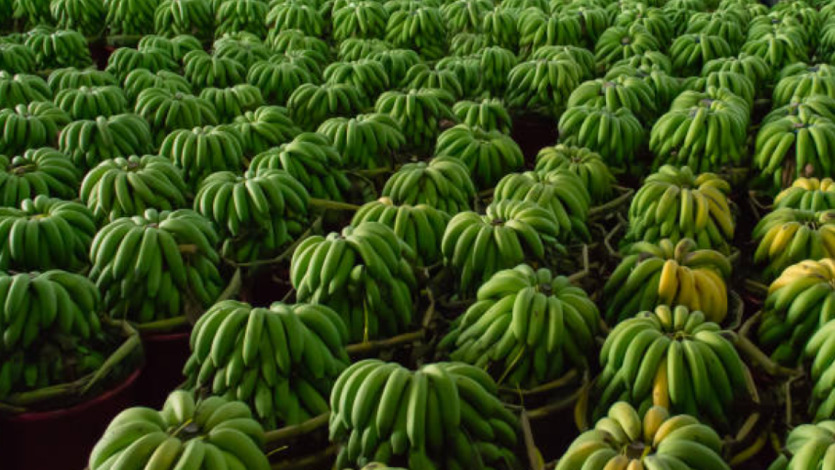 Por cumplir con estándares internacionales, exportaciones de banano ...