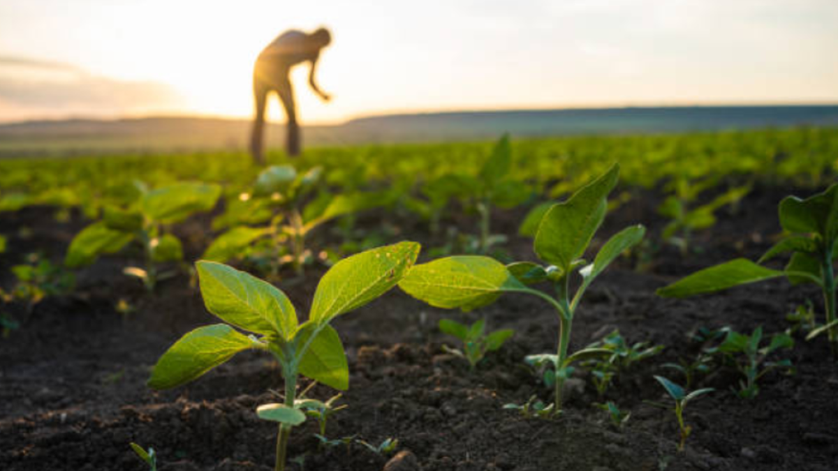 Café, el sector que llevó arriba el crecimiento del PIB del agro