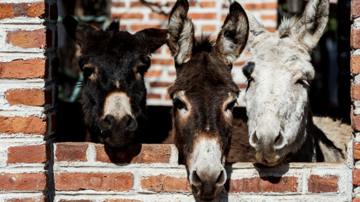 El país donde la carne de miembro de burros es una industria gigantesca