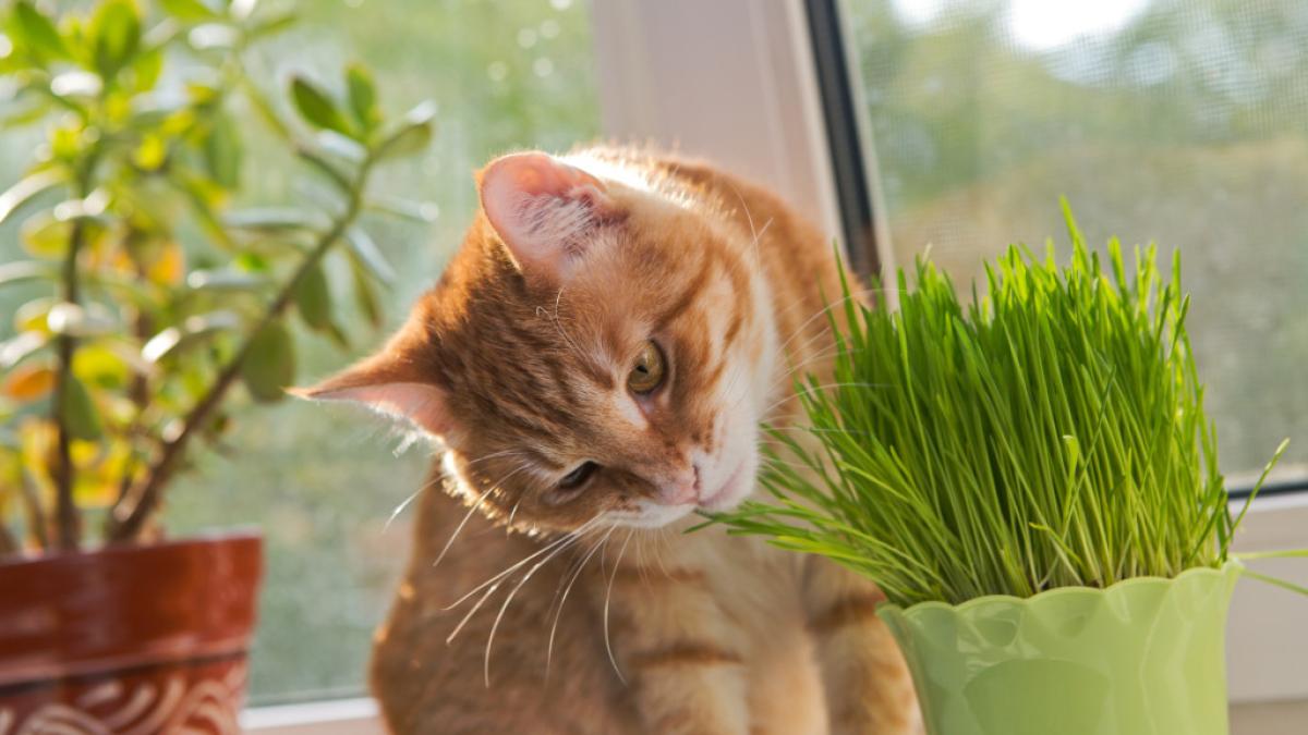 La hierba que les gusta a los gatos y seguro hará muy feliz a su mascota