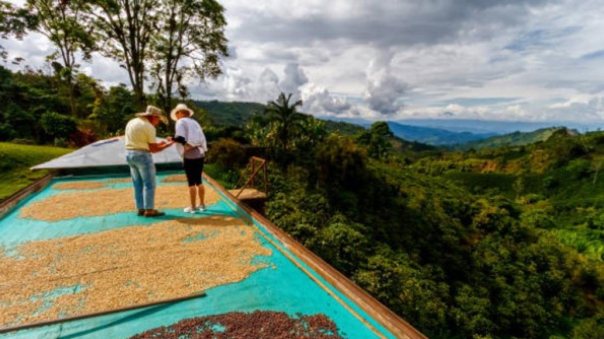 Crecen exportaciones de café colombiano en 2025 con Huila y Antioquia ...