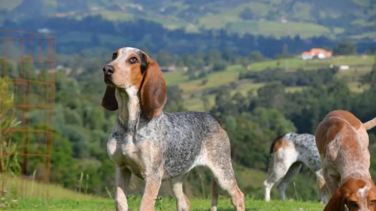 Sabueso fino colombiano: la primera raza canina 100% nacional que ...