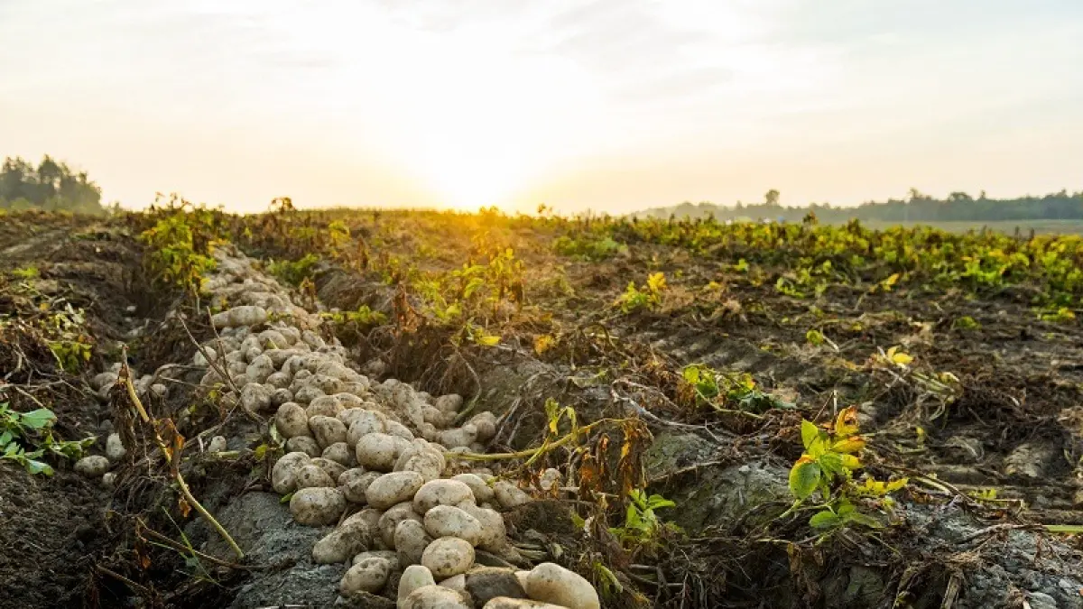 McCain reduce emisiones y fija meta climática al 2030 en Colombia